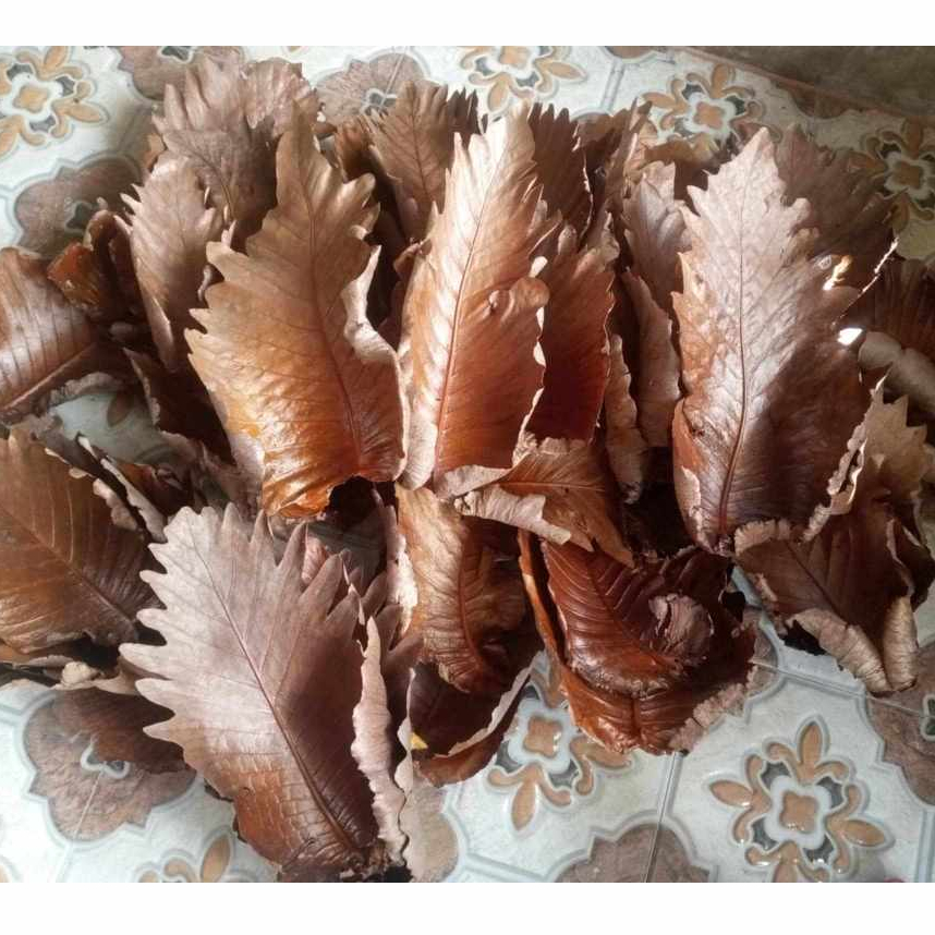 KABAN KABAN DRIED LEAVES | Shopee Philippines