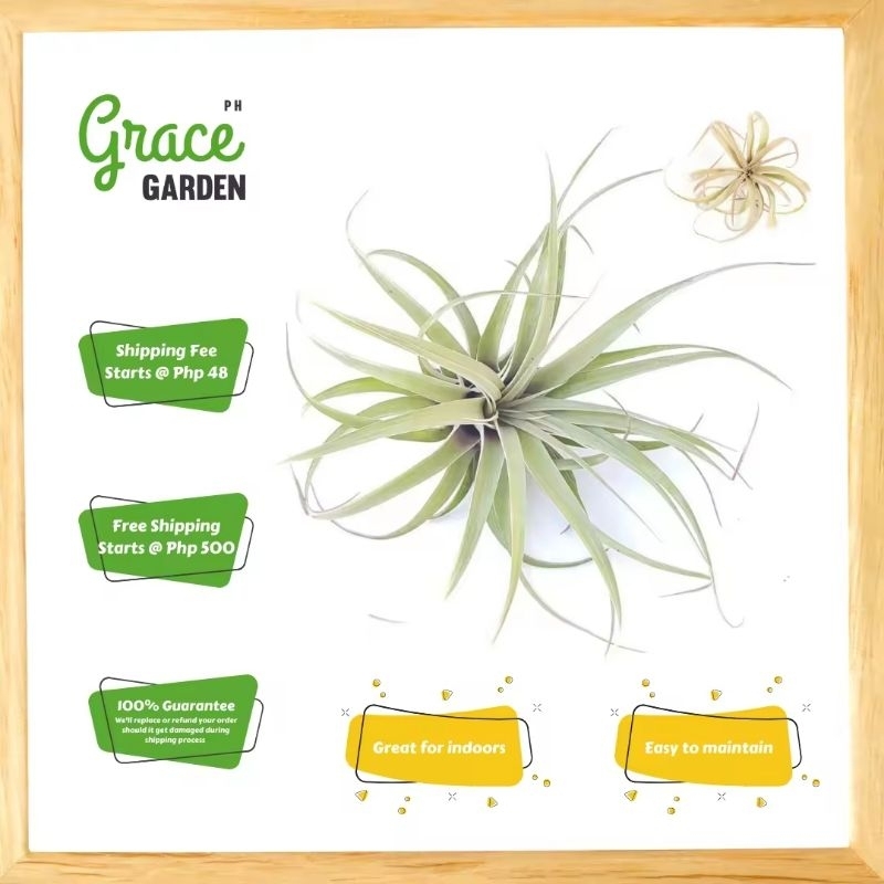 Ionantha Peach Grace Ph x Maces | Shopee Philippines