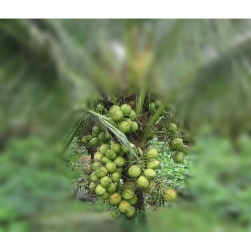 Seedlings Dwarf Macapuno with upcoming leaves | Shopee Philippines