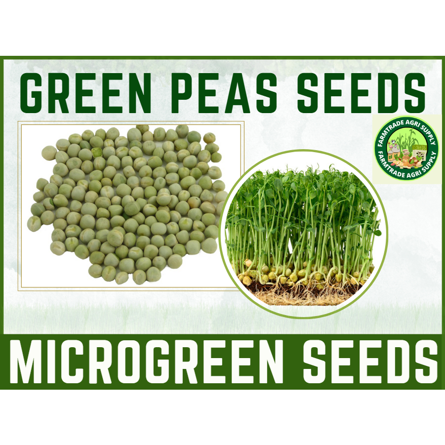 GREEN PEAS MICRO GREENS SEEDS - 10grams | Shopee Philippines