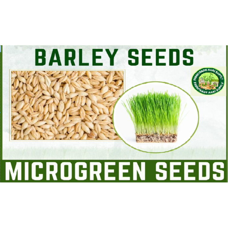 BARLEY SEEDS - 10grams (SEEDS) For Planting Microgreens | Shopee ...