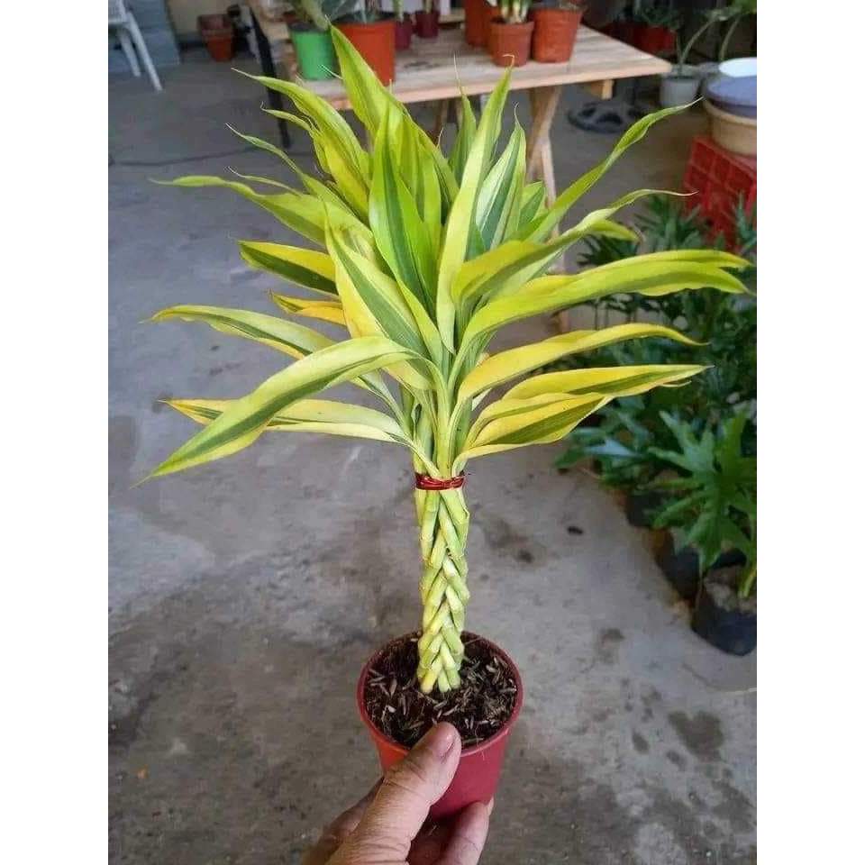 Lucky Bamboo for wealth and good luck / Live Plant Uprooted, Plant for ...