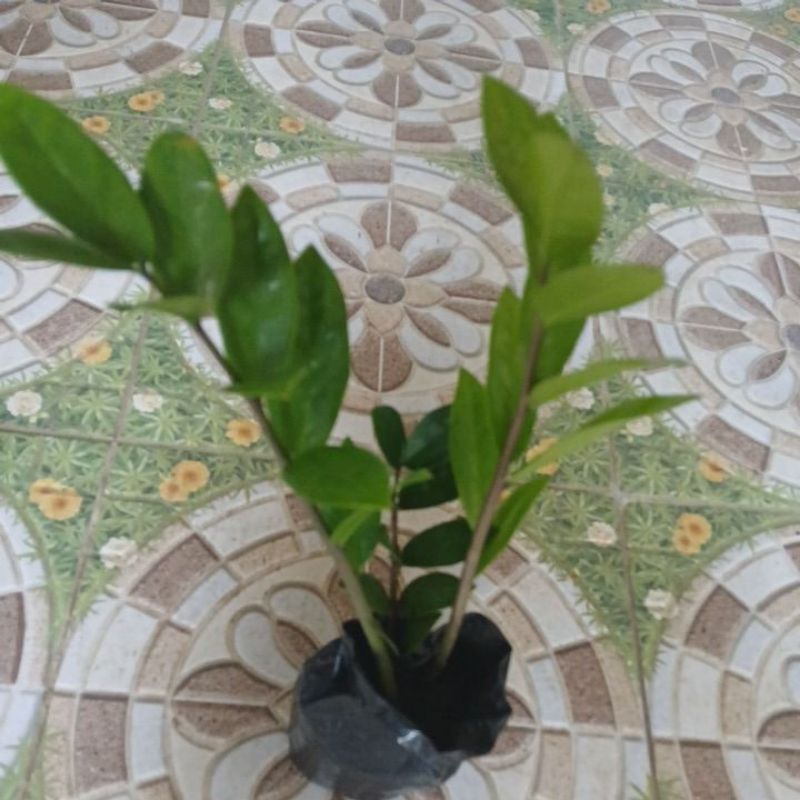 Welcome Plant, Zamio, ZZ Plant (2 stems) in polybag | Shopee Philippines