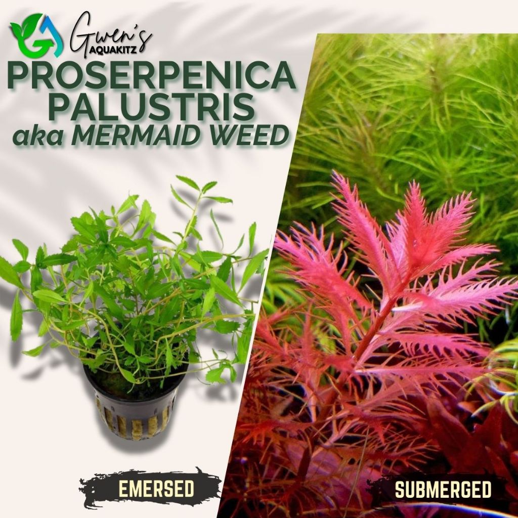 PROSERPENICA PALUSTRIS / MERMAID WEED (sold in 5 stems) by Gwen's ...