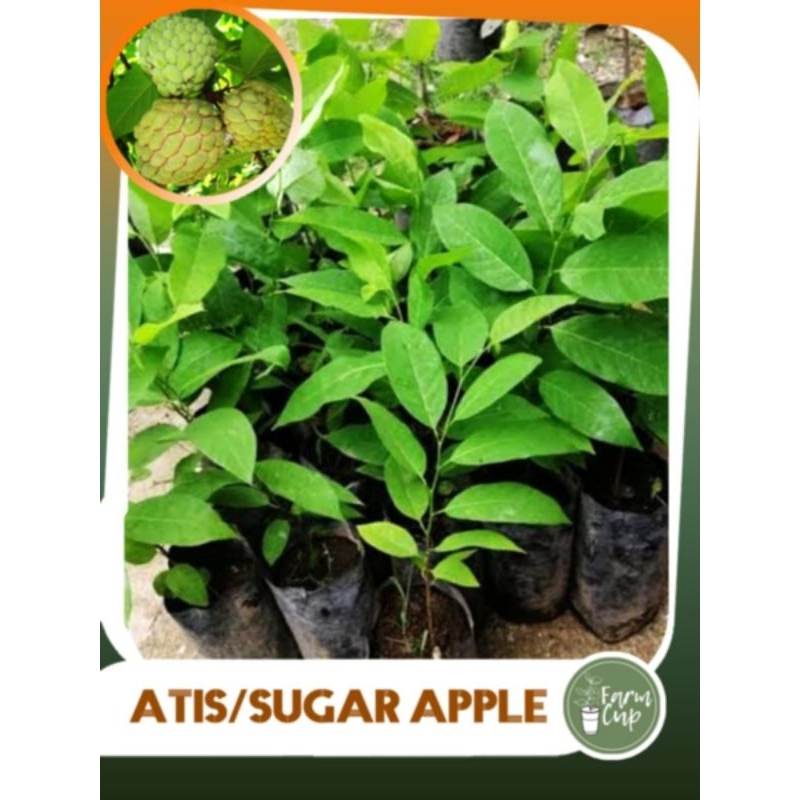 ATIS / SUGAR APPLE / SWEETSOP (LIVE PLANT) | Shopee Philippines