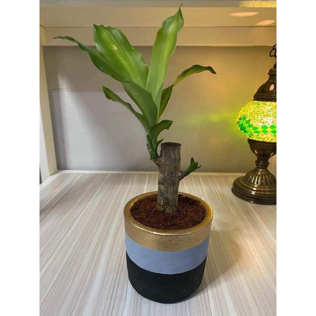 Uprooted Fortune Plant (1 stalk only) | Shopee Philippines