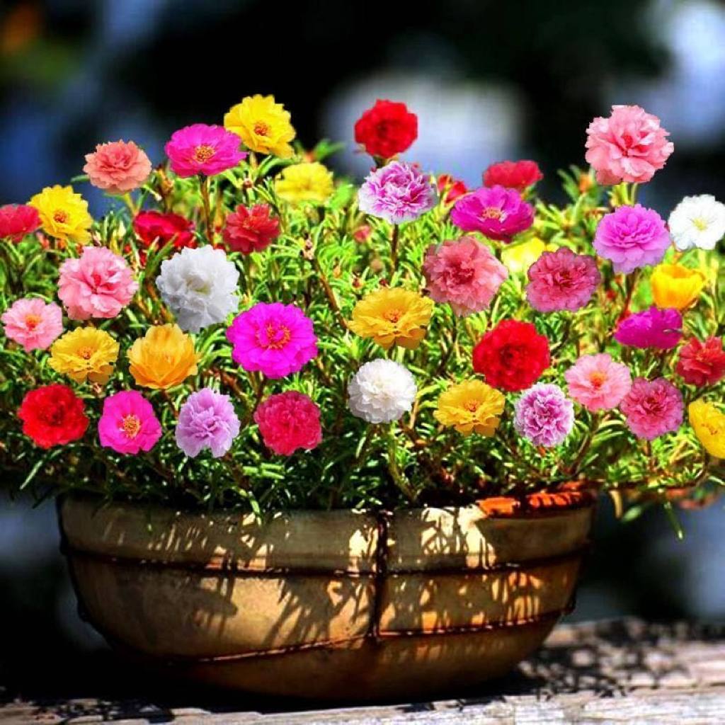 (100 Seeds/pack)Double Petals Portulaca Seeds Rainbow Moss Rose Flower ...