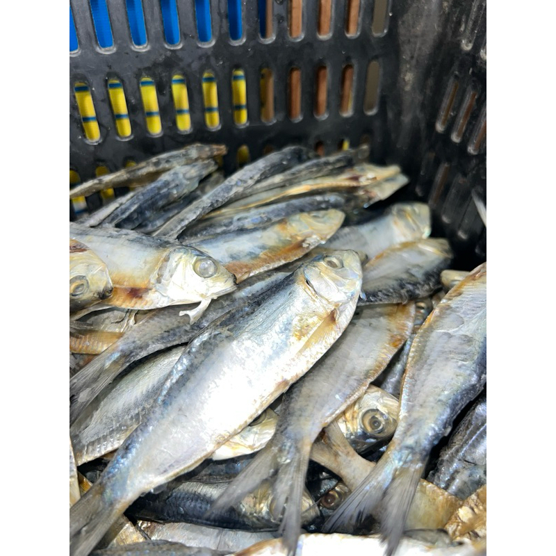 Salinas Tuyo (Dried Unsalted/Makaliskis) | Shopee Philippines