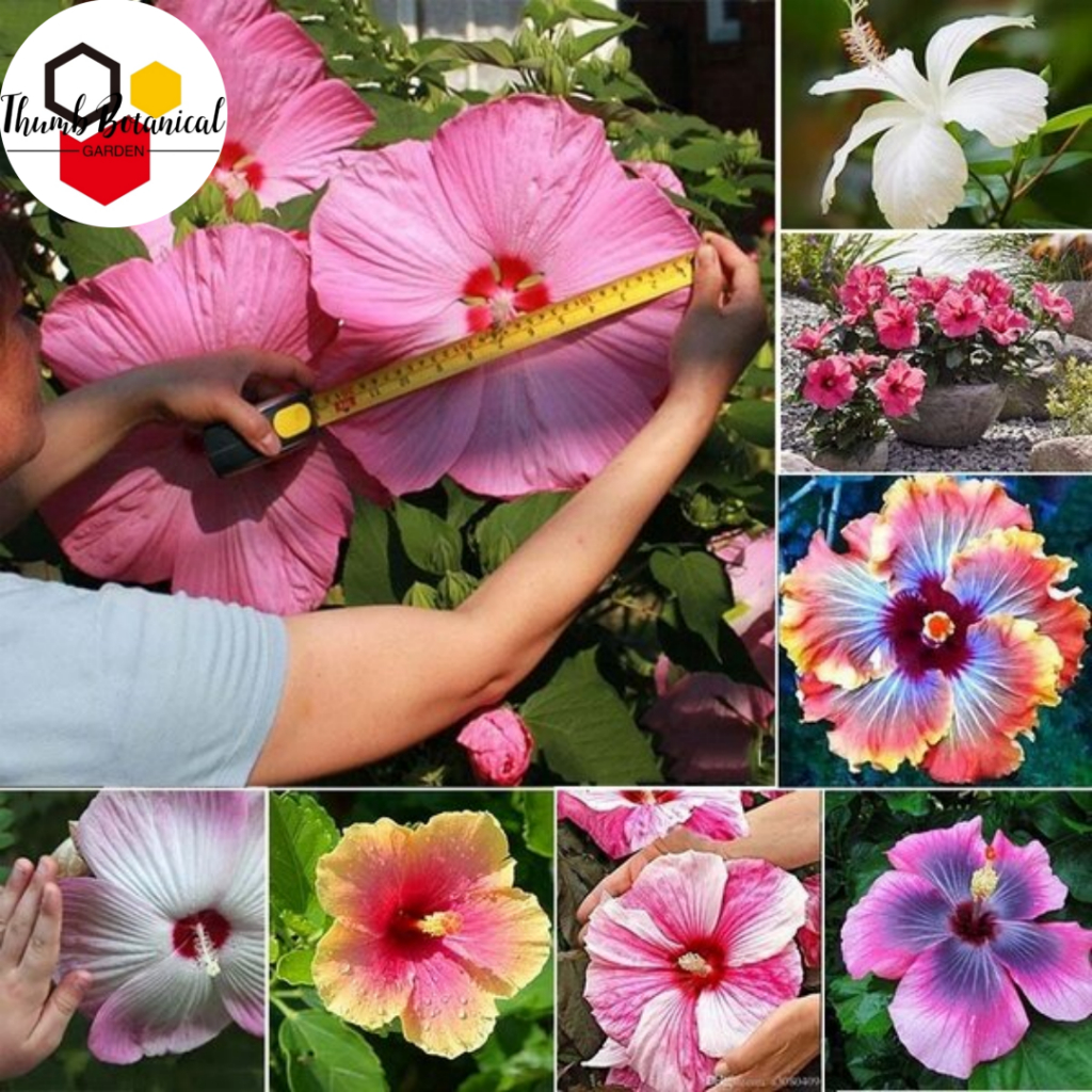 20seeds/pack Mixed Giant Hibiscus Roselle Flower seeds-Ornamental Flowering Plants Seeds ...