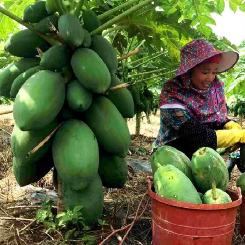 Bonsai Papaya seeds(20 Seeds/pack) -Planting for Dwarf Red Baby Papaya ...