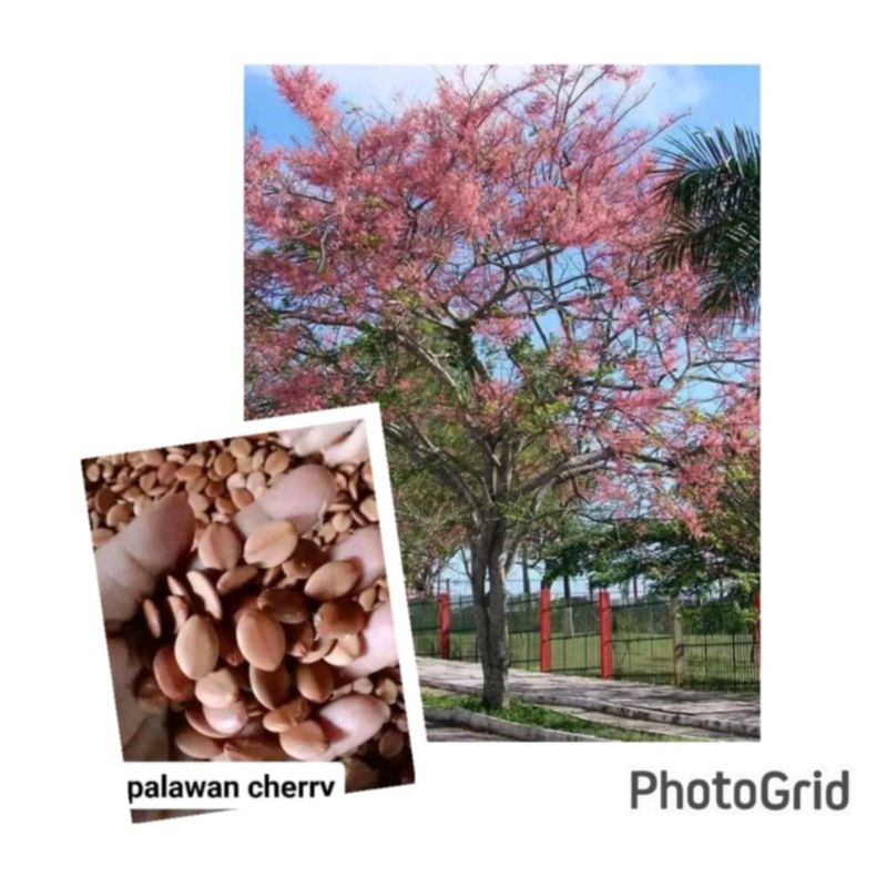 Palawan cherry seeds ( 10 pcs ) | Shopee Philippines