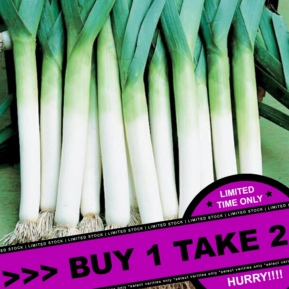 Leek Seeds - Long White Leek Seeds - Herb Seeds Vegetable Seeds ...