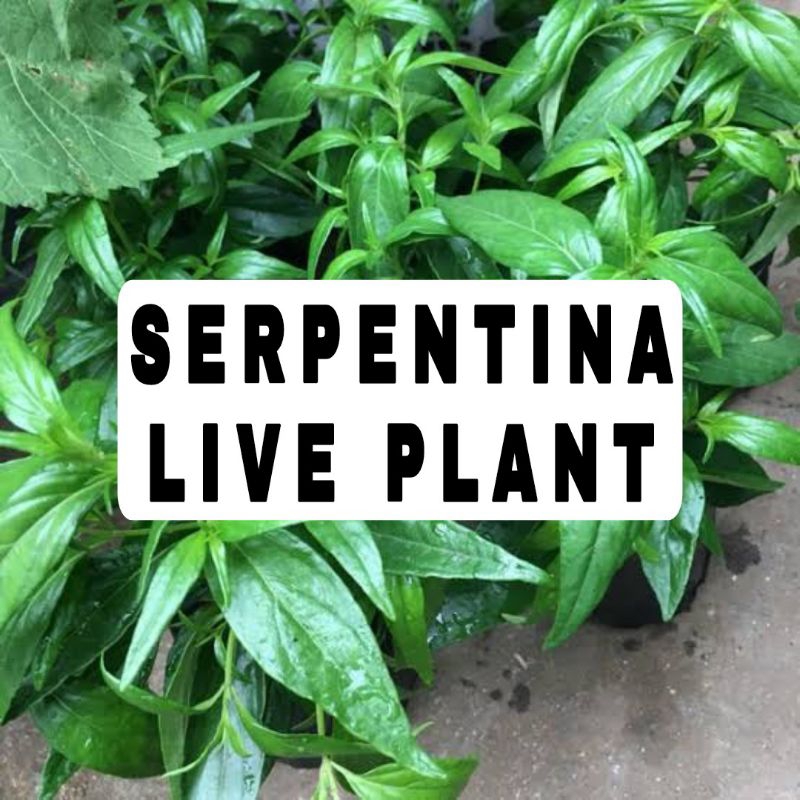 SERPENTINA SEEDLING PLANTS PREMIUM QUALITY | Shopee Philippines