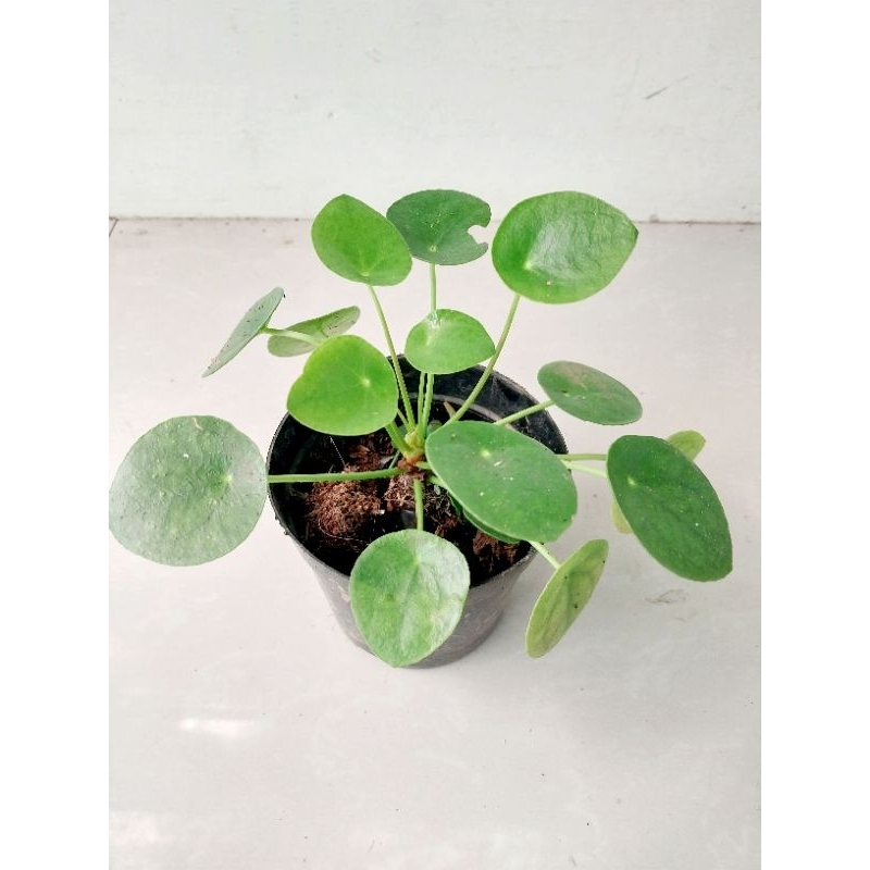 Chinese Money Tree ( Pilea Peperomioides ) | Shopee Philippines