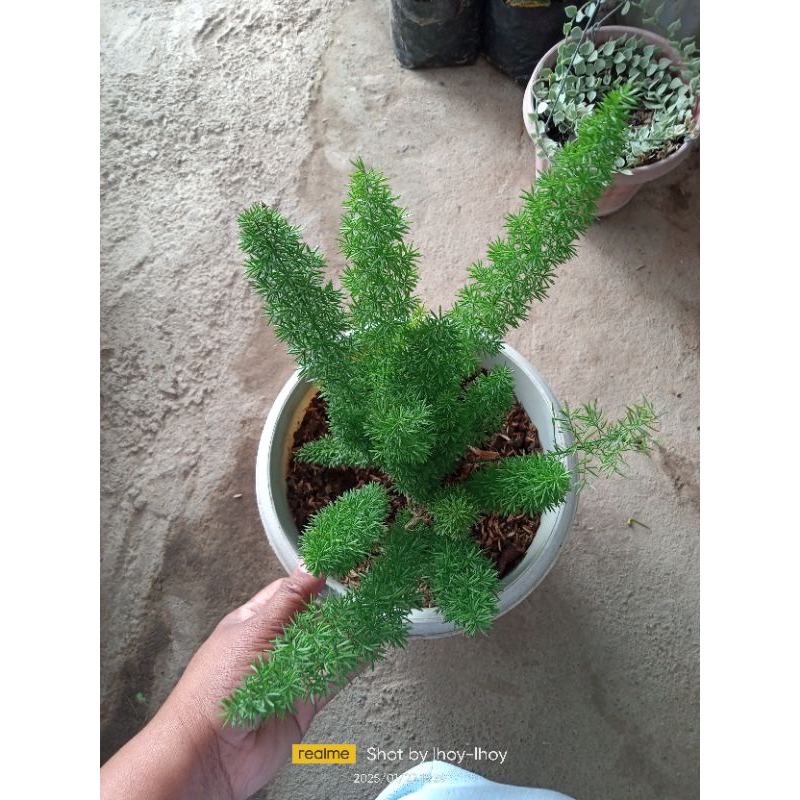 dwarf fox tail*** collectible& garden decor | Shopee Philippines
