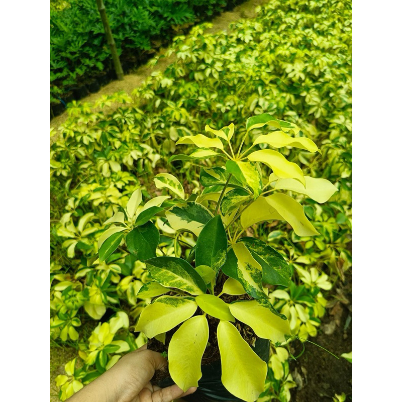 Variegated Schefflera | Suplera | Five Fingers Live Plant | Shopee ...