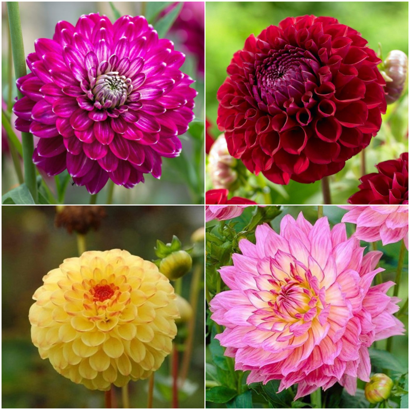 RARE Dahlia Collarette Flower 100 Seeds (Dahlia Pinnata) - Mixed Colors ...
