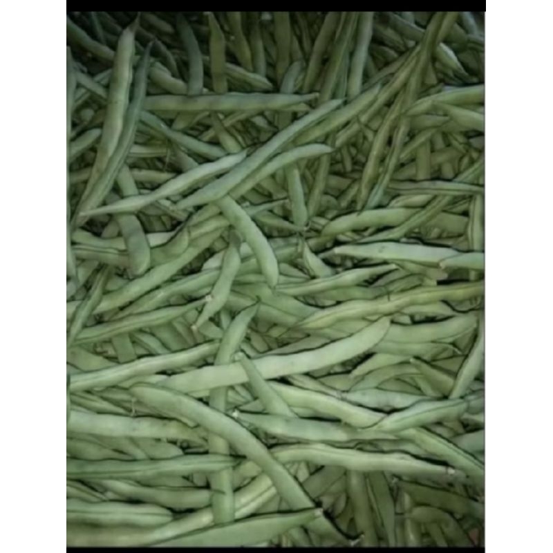 Baguio beans Seeds Certified Seeds for Planting | Shopee Philippines