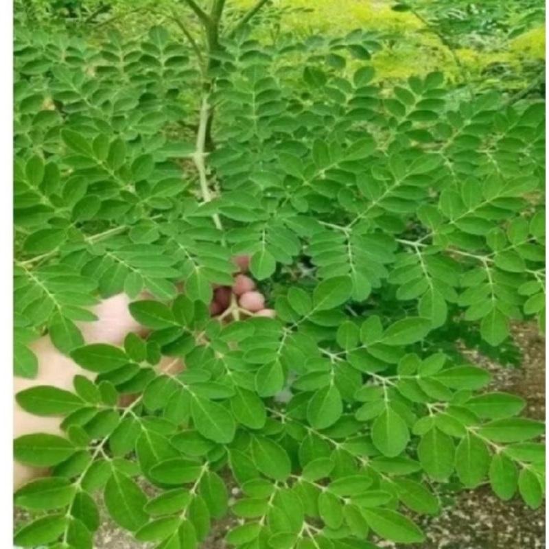 Native Malunggay Moringa seeds for planting | Shopee Philippines