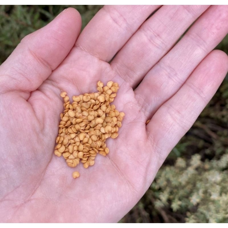 Eggplant Long seeds purple/ talong haba | Shopee Philippines