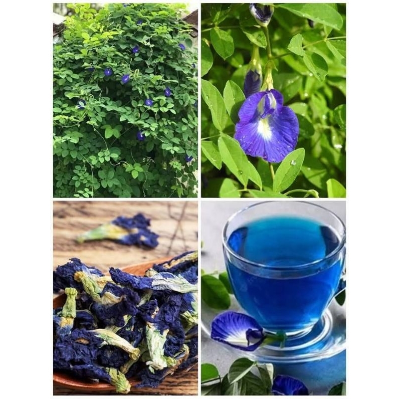 blue ternatea seeds/ butterfly pea seeds(20 seeds) | Shopee Philippines