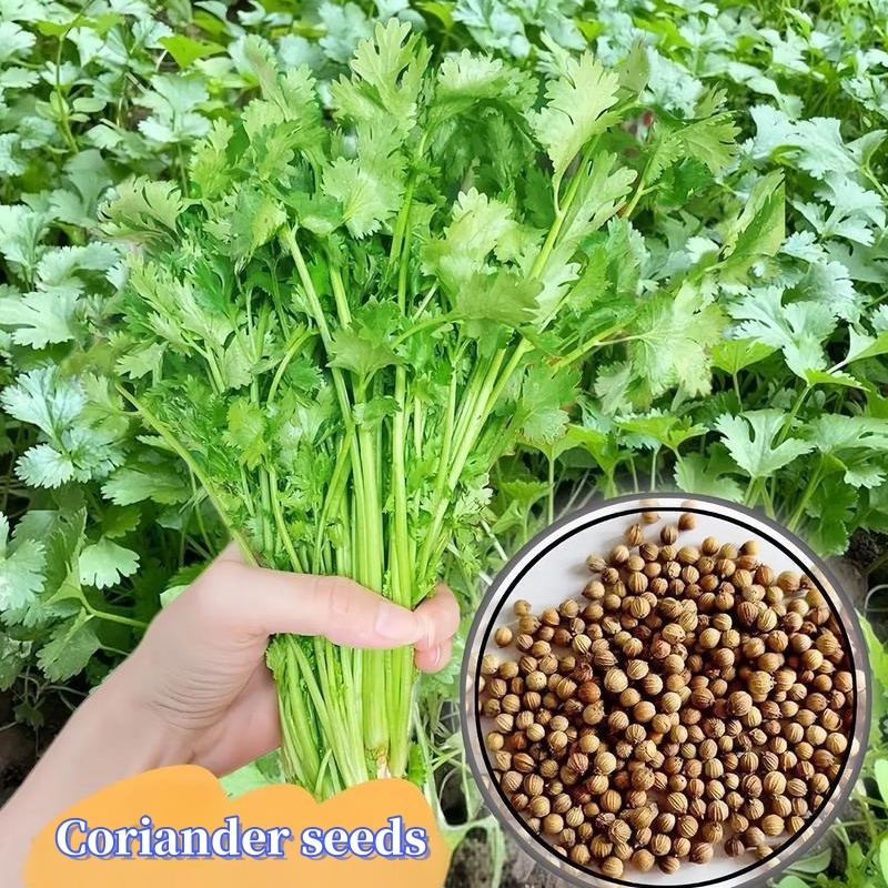 High Yield Fresh Coriander Seeds for Planting (100 Seed) Coriander Seed Organic Vegetable Seed ...