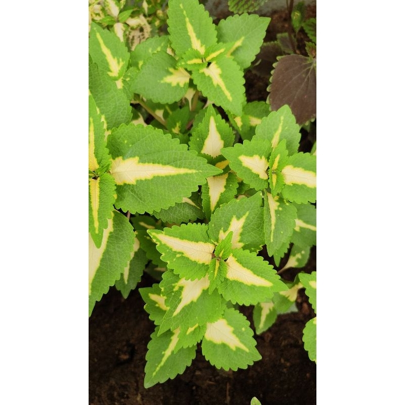Mayana Coleus Plants assorted cuttings 40 pcs | Shopee Philippines