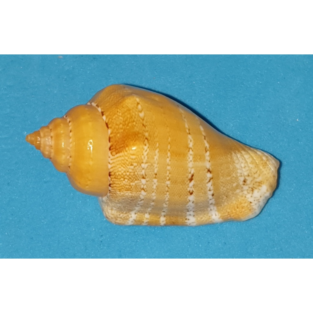 Lovely STROMBUS MUTABILIS. | Shopee Philippines