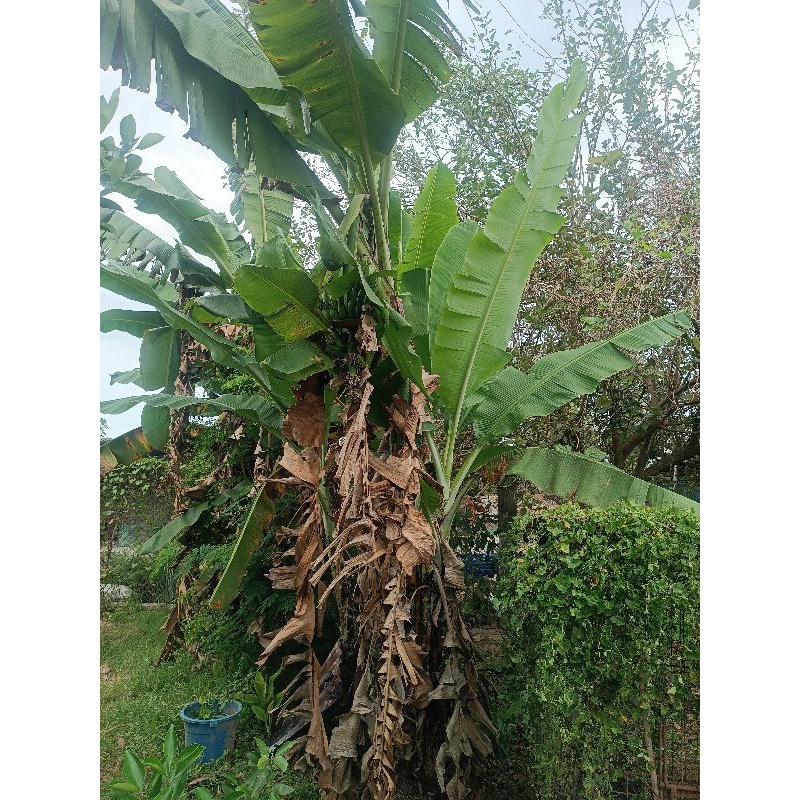 Lakatan Davao seedlings | Shopee Philippines