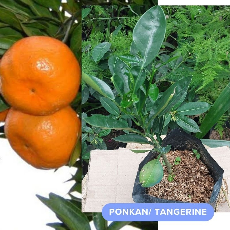 PONKAN/TANGERINE GRAFTED Seedlings | Shopee Philippines