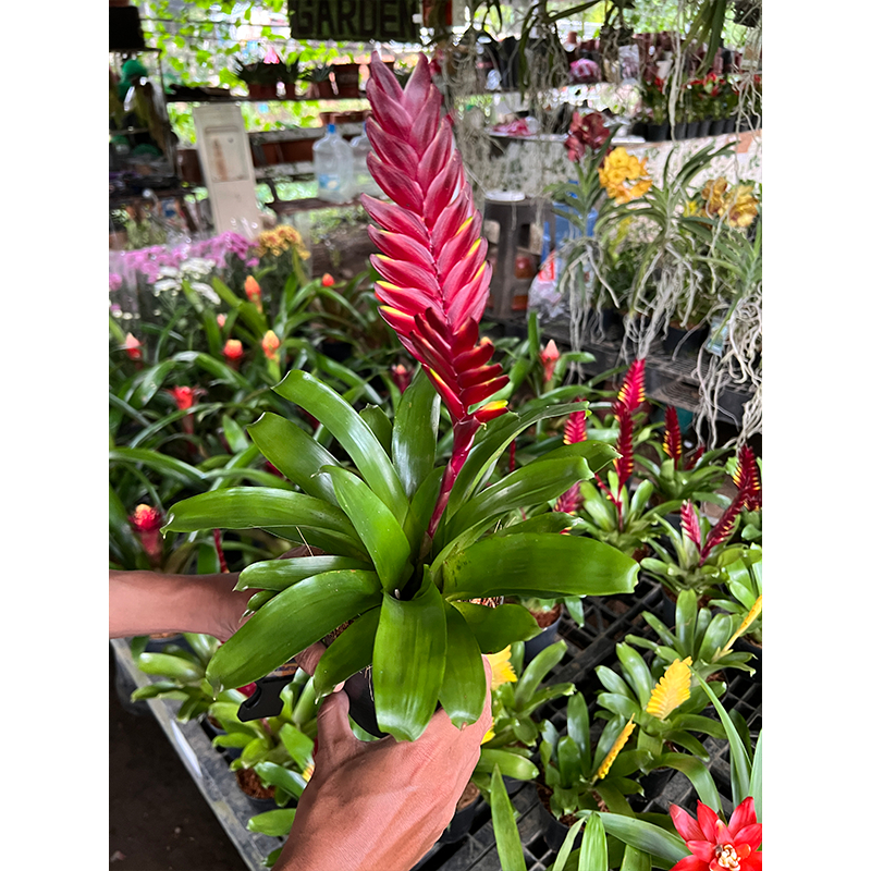 Bromeliad Red Vriesea Plant with FREE plastic pot and garden soil ...