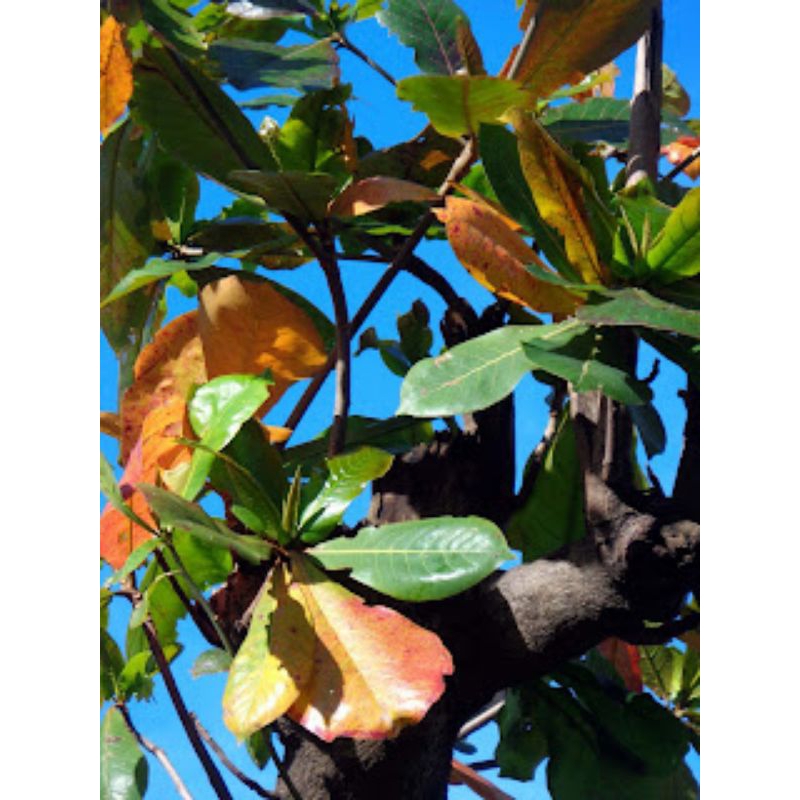 Talisay tree seedling in 12inches to 20inches height. ready to transfer ...