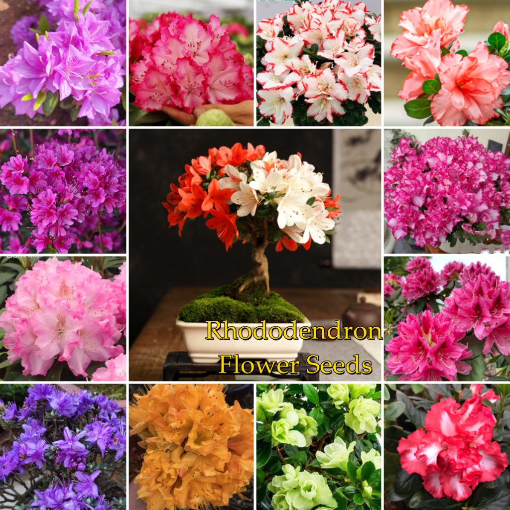 Mixed Colors Rhododendron Azalea Flower Seeds for Planting (50Seeds ...