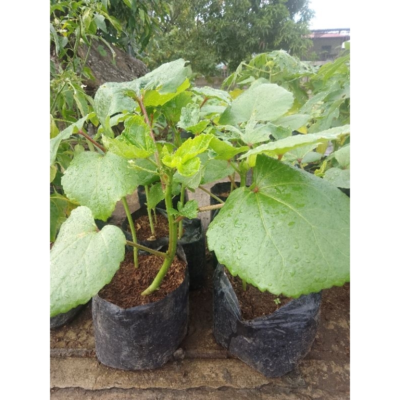 OKRA small seedling plant 9-14 inches height | Shopee Philippines
