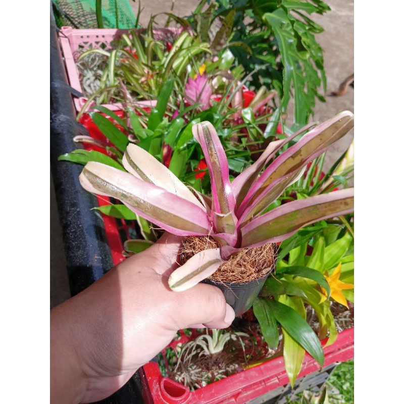 FIRE BALL VARIEGATED VRIESEA (MINI BROMELIAD) | Shopee Philippines