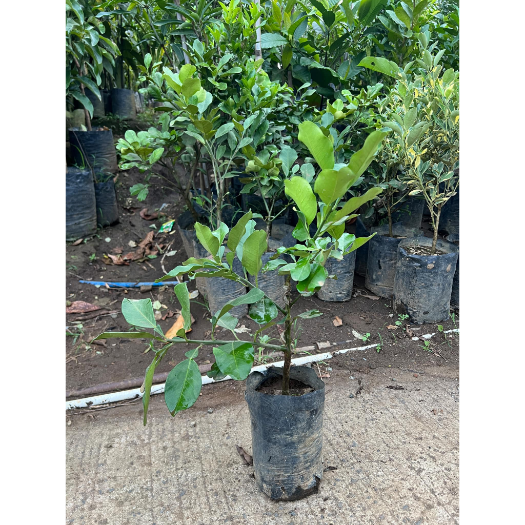 𝐒𝐮𝐡𝐚 / 𝐏𝐨𝐦𝐞𝐥𝐨 𝐓𝐫𝐞𝐞 𝐰𝐢𝐭𝐡 𝐏𝐥𝐚𝐬𝐭𝐢𝐜 𝐒𝐞𝐞𝐝𝐥𝐢𝐧𝐠 𝐛𝐚𝐠 𝐚𝐧𝐝 𝐠𝐚𝐫𝐝𝐞𝐧 𝐬𝐨𝐢𝐥 | Shopee ...