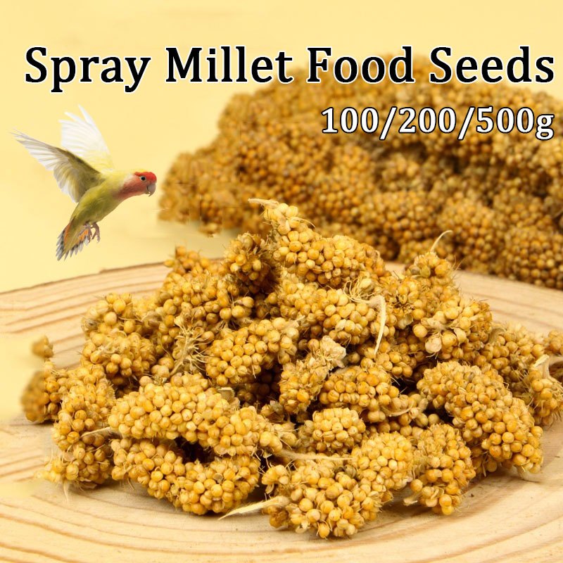 Spray Millet for Birds Parrot Pigeon Food Seeds Food Supplement for ...