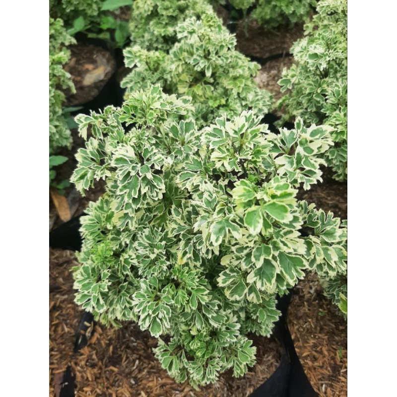 VARIEGATED PAPUA (DWARF) LIVE PLANT | Shopee Philippines