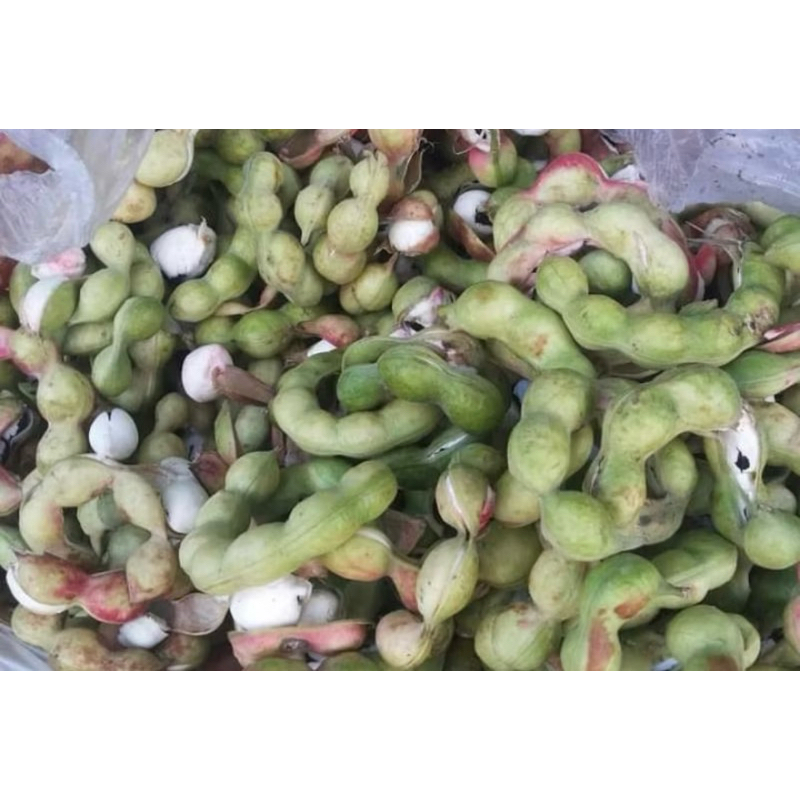 Kamatsile / camashile fruits seeds ( 10 seeds ) | Shopee Philippines