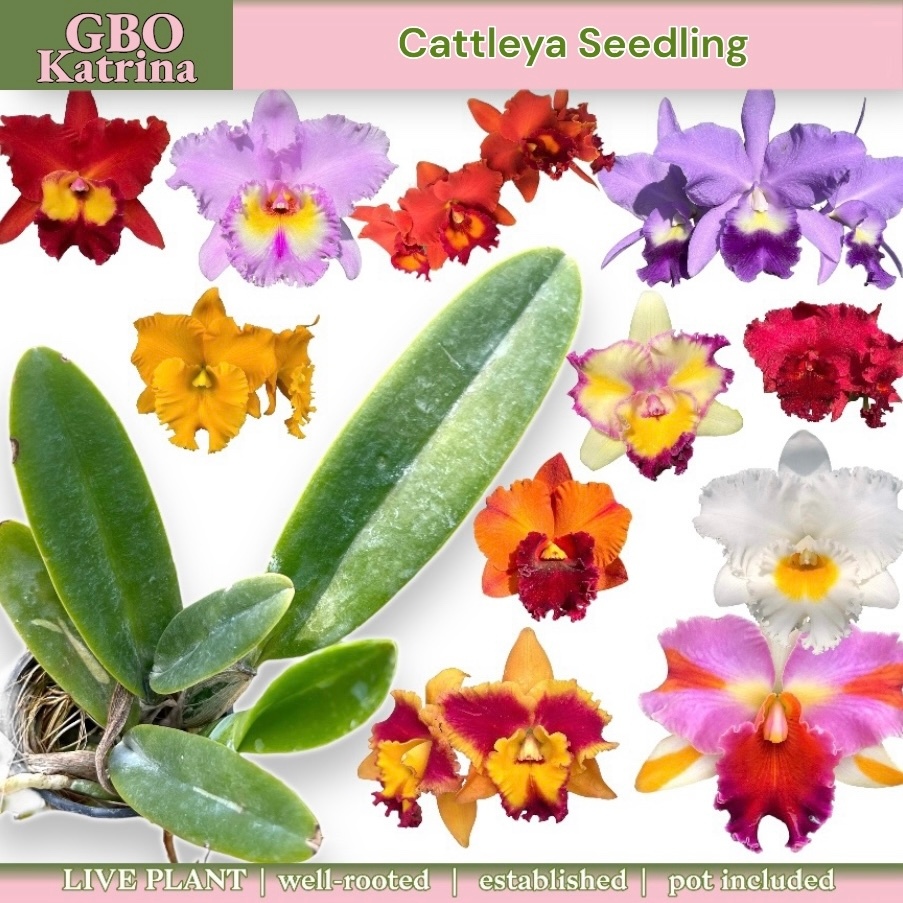 GBO Katrina: Cattleya | Seedling | Orchids | Shopee Philippines