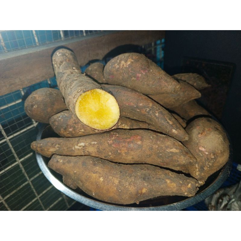 yakun yacon(1kg) Peruvian apple gourd herbal yakon | Shopee Philippines