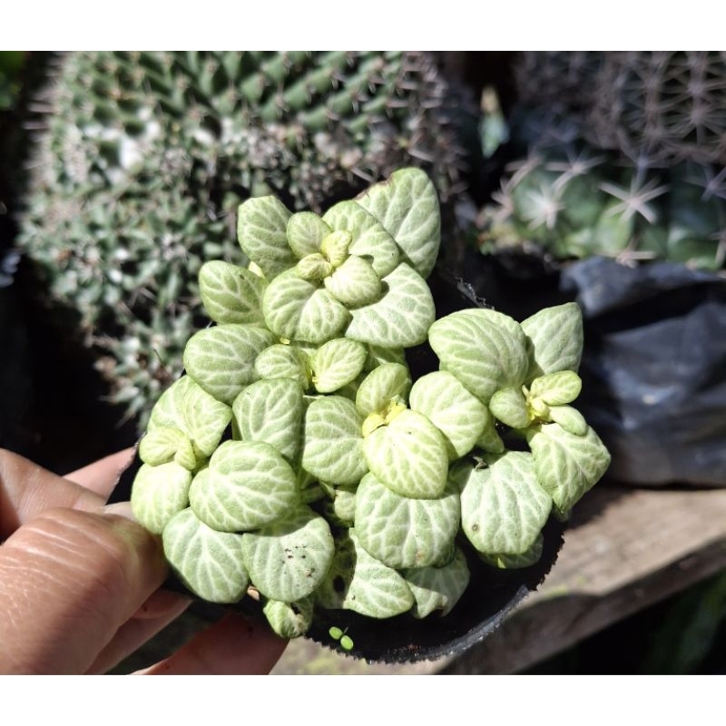 fittonia bubble lime /nerve plants/terrarium | Shopee Philippines