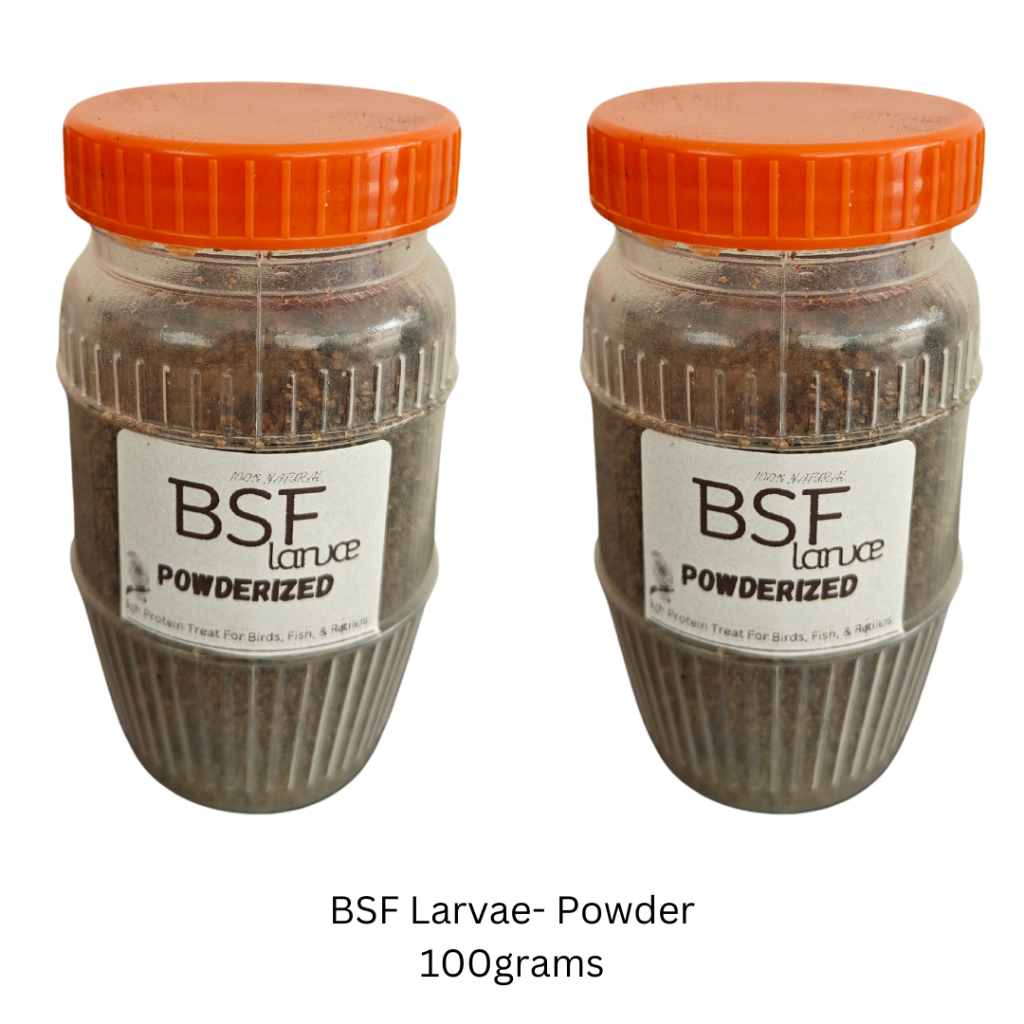 Powderized Black Soldier Fly larvae for fry and fingerlings Fish Food ...
