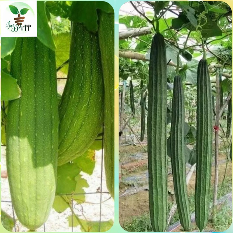 Patola Smooth /Patola Tagalog seeds for planting 100Seeds | Shopee ...