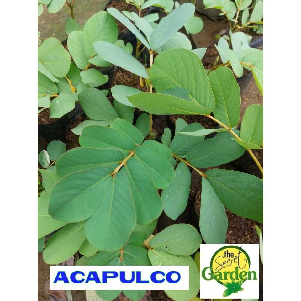 Buy 1 Take 1 ACAPULCO PLANT (NOT Seeds) with FREE garden soil. Real ...