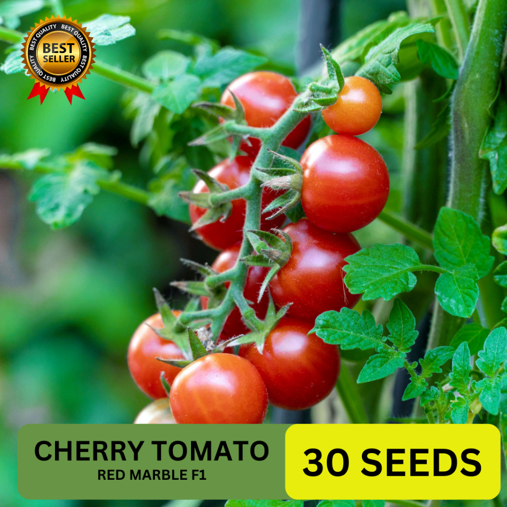 (30 SEEDS) CHERRY TOMATO SEEDS/FOR PLANTING/RED MARBLE F1/HIGH YIELDING ...