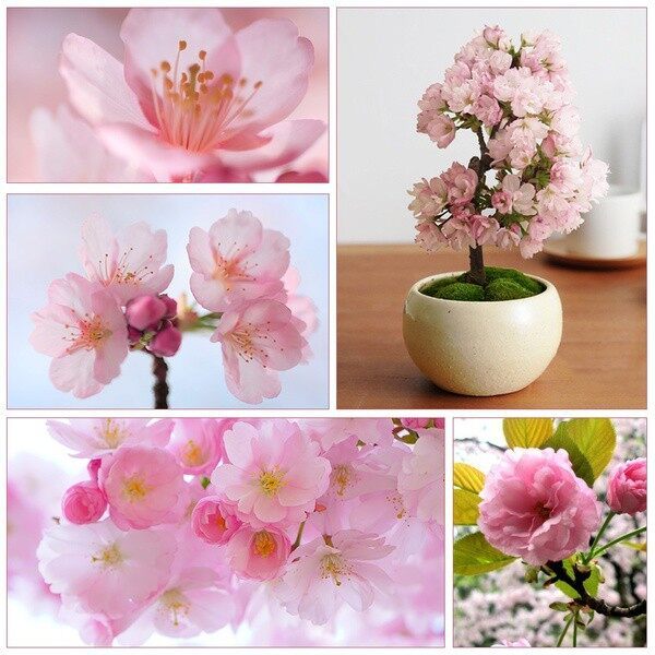 High Quality Japanese Sakura Seeds (20 Seed) Cherry Blossom Tree Bonsai ...