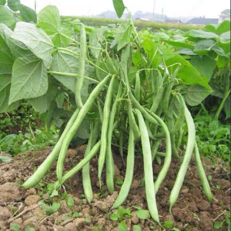 (20 Seeds) BAGUIO BEANS -Snap Beans / Green Beans/BARAKBEANS/HYBRID ...