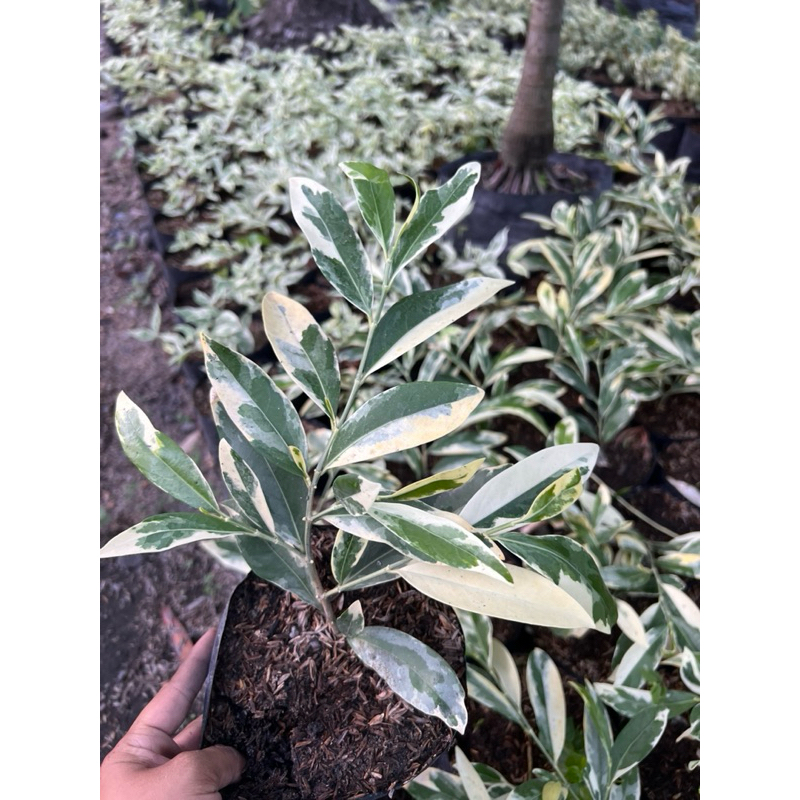 Matdo Variegated Live Plant | Shopee Philippines