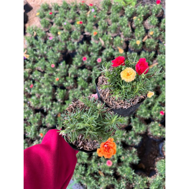 Alembong Plant – Easy to Grow, Indoor/Outdoor Ornamental Live Plant ...